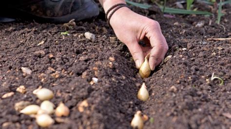 Сприятливі дні для посадки цибулі у 2025 році Агрохiм
