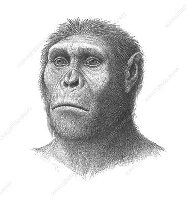 Australopithecus Sediba Head Stock Image C0069490 Science Photo