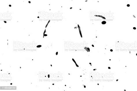 백색 패턴 배경과 예술 벽지에 아름 다운 추상적 인 짜임새 색깔 백색 거친 그런 지 거친 필름 효과에 대한 스톡 사진 및 기타 이미지 거친 필름 효과 검은색 광물질