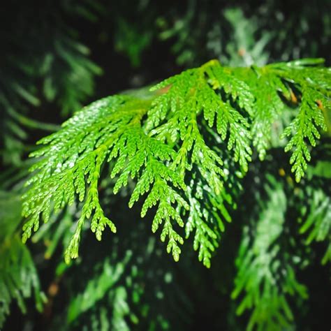How To Identify Conifer Trees Pine Fir Spruce Juniper More