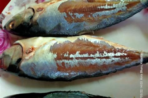 Jaket Ikan Cencaru Ini Cara Mudah Bukanya Tak Tercarik Isi