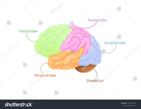 Brain Labels Stock Vectors Images Vector Art Shutterstock