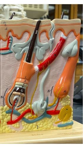 Scalp Flashcards Quizlet