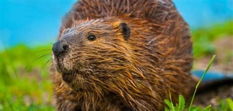 12 способов как избавиться от бобров