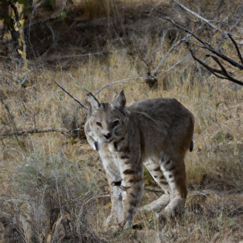 How Far Do Bobcats Travel A Look At Migration Patterns And Home Ranges The Enlightened Mindset