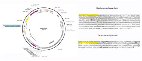 Daratumumab Biosimilar Antibody Bicell Scientific®