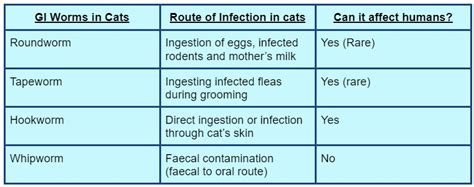 Deworming Your Cat Types And Signs Of Worms In Cats