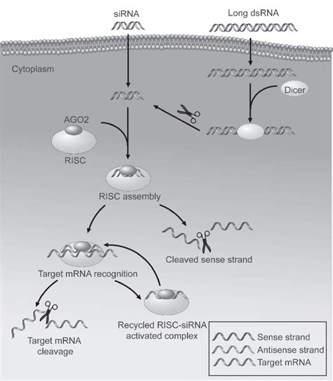 1 Diagram Of The Rna Interference Pathway Download Scientific Diagram