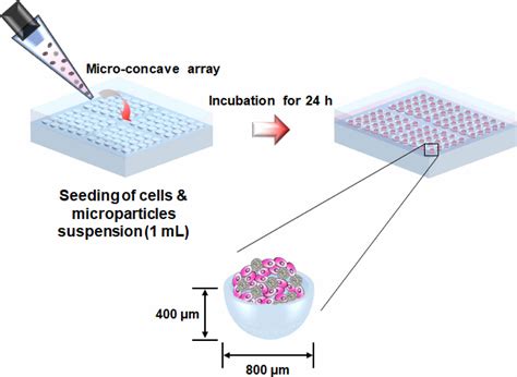 Schematic Diagram Showing The Agarose Based Microconcave Array And Cell Culture Procedure To