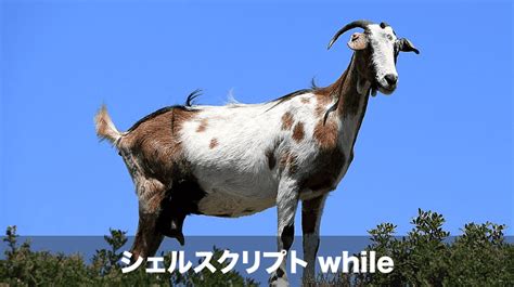 【初心者でもすぐわかる】シェルスクリプトwhileの使い方