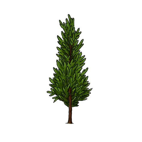 もみの木のイラスト｜01｜フリー素材 Greenstock40
