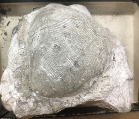 Fossils Flashcards Quizlet Fossils Flashcards Quizlet