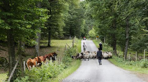 Lev som en bonde Niklas Kämpargård Etikett skogsbete Land