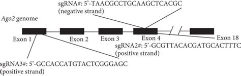 Ago2 Promoted Cell Proliferation And Migration In Hcc In Vitro A Download Scientific Diagram