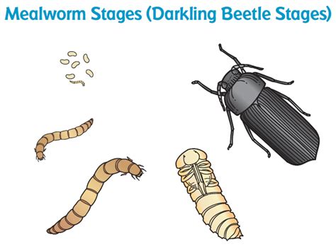 Mealworm Diagram
