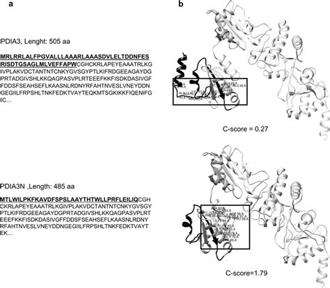 Predicted Protein Structure Of Pdia3 And Pdia3 Novel Isoform Analyzed Download Scientific