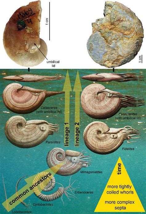 Palaeocast Palaeontology Podcasts