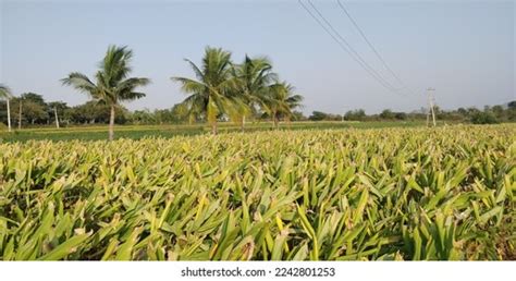 Mandatory Fields Images Stock Photos D Objects Vectors Shutterstock