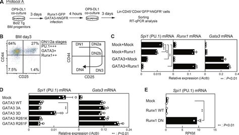 Introduction Of Runx1 And Gata3 Represses Spi1 Expression In