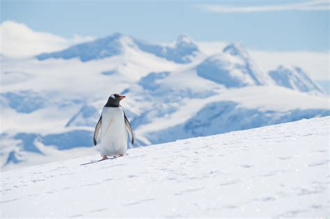 Arctic Landscape With Penguins