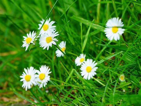 ดอกเดซี่สีขาว รูปภาพดอกไม้สวยๆ