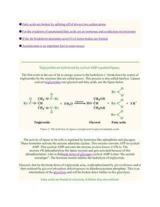Functions Of Fatty Acids Docx