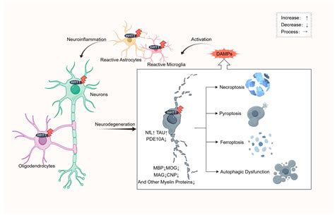 Neuroinflammatory Proteins In Huntingtons Disease Insights Into