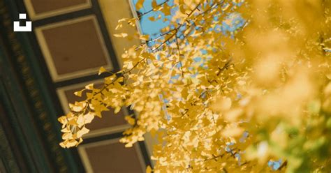 A Clock On The Side Of A Building Near A Tree Photo Free Flower Image