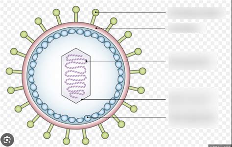 Diagram Of Virus Structure Quizlet