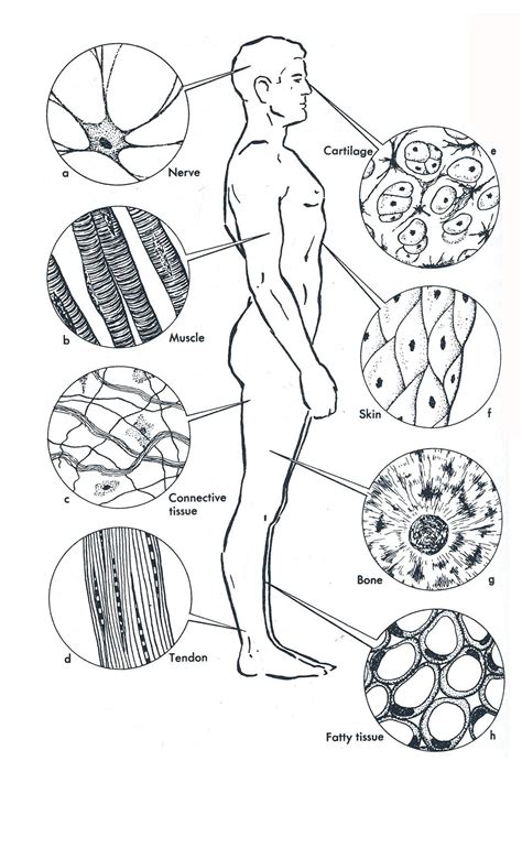 Anatomy And Physiology Coloring Workbook Body Tissues Corrinne Cleveland