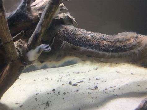 Driftwood Fuzz Problem Plants Algae And Fertilizers Aquarium Co