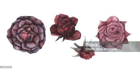 흰색 배경에 분리된 마법 같은 질감의 고딕 양식의 빨간 장미를 설정합니다 수채화 손으로 그린 식물 스케치 Iillustration 디자인 신비로운 할로윈 마녀 장식 무서운