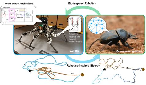 No Need For Landmarks Dung Beetle Inspired Robot Navigation Human Frontier Science Program