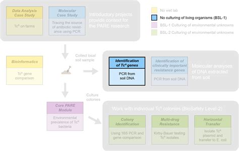 Identification Of Tcr Genes Center For Science Education At Tufts
