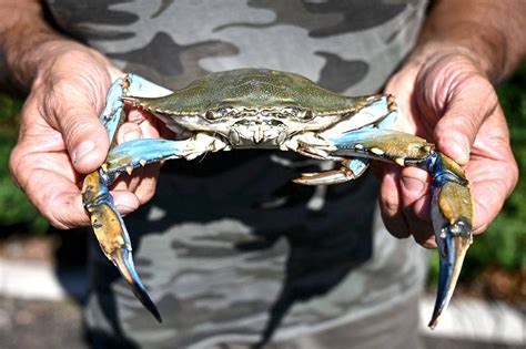 Invasive Species A Growing And Costly Threat Report The Manila Times