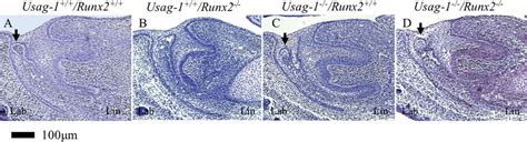 Histological Analysis Hande Staining Of Sagittal Sections Of Mandibular