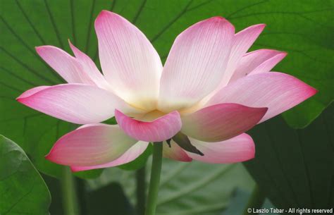 Lotus The Tabár Foundation for Breast Cancer Research and Education