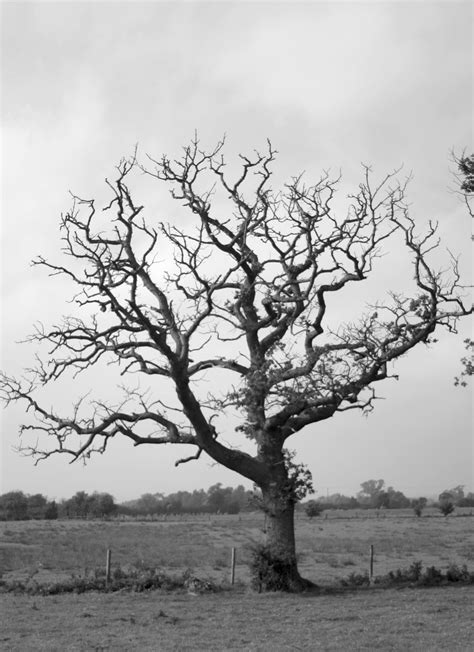 Minimalist Tree No Leaves Minimalism