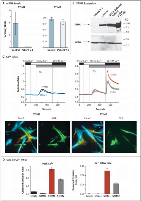 Absence Of Functional Stromal Interaction Molecule 1 Stim1 In