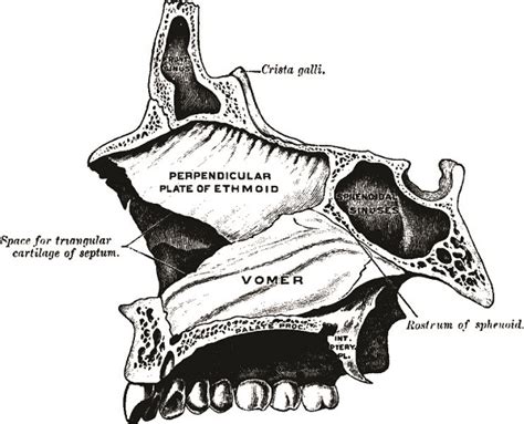 Infratemporal Surface Of Greater Wing Of Sphenoid