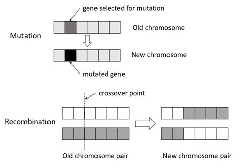 Mutation And Single Point Recombination Download Scientific Diagram
