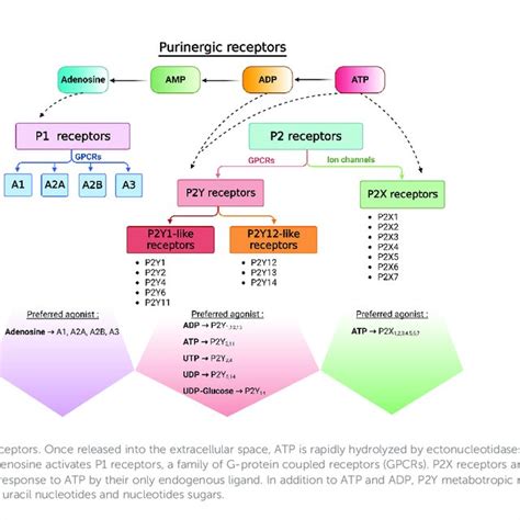 Localization Of The Pro Inflammatory P2y14 Receptor In The Human Download Scientific Diagram