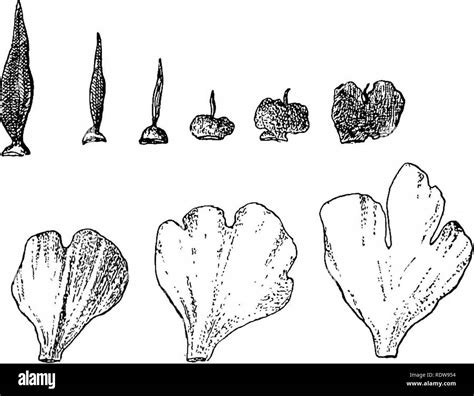 Many Coloured Leaf Black And White Stock Photos Images Alamy