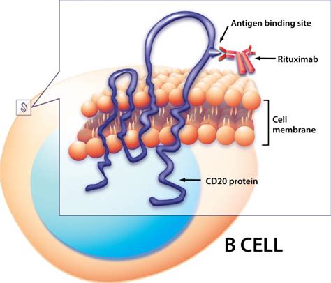 Multiple Sclerosis Research ResearchSpeak B Cell Depletion And Immune Tolerance