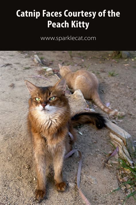 More Crazy Catnip Faces From The Peach Kitty Summers Fabulous Cat Life