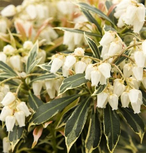Pieris Variegata 1 Gal Online Store Bremerton City Nursery