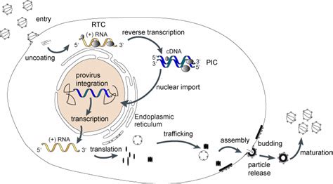 2 Replication Cycle Of Hiv 1 Schematic Drawing Of The Major Steps