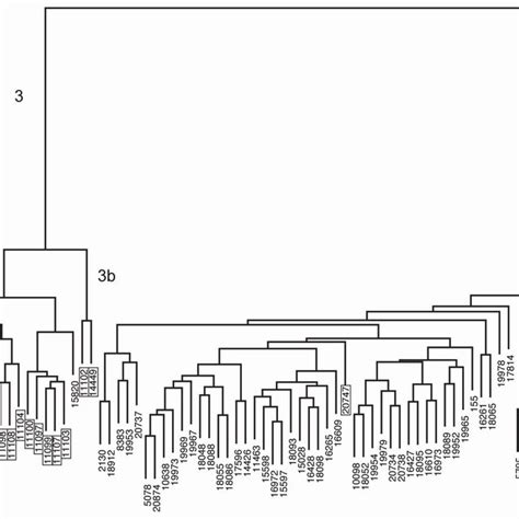 Dendrogram Illustrating Results Of Group Average Agglomerative Download Scientific Diagram
