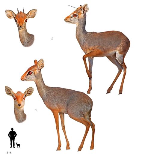 牛科动物图鉴分类（三） 哔哩哔哩