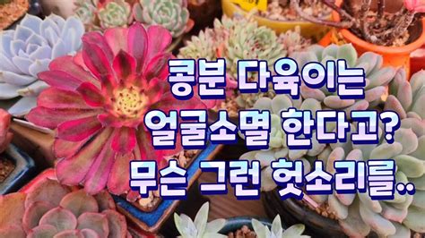 초보다육맘 콩분에서도 얼굴 키워가며 군생도 이루며 자라요 키핑장 예쁜 다육이다육이 다육식물 다육일기 Koreansucculentplants 多肉植物たにく